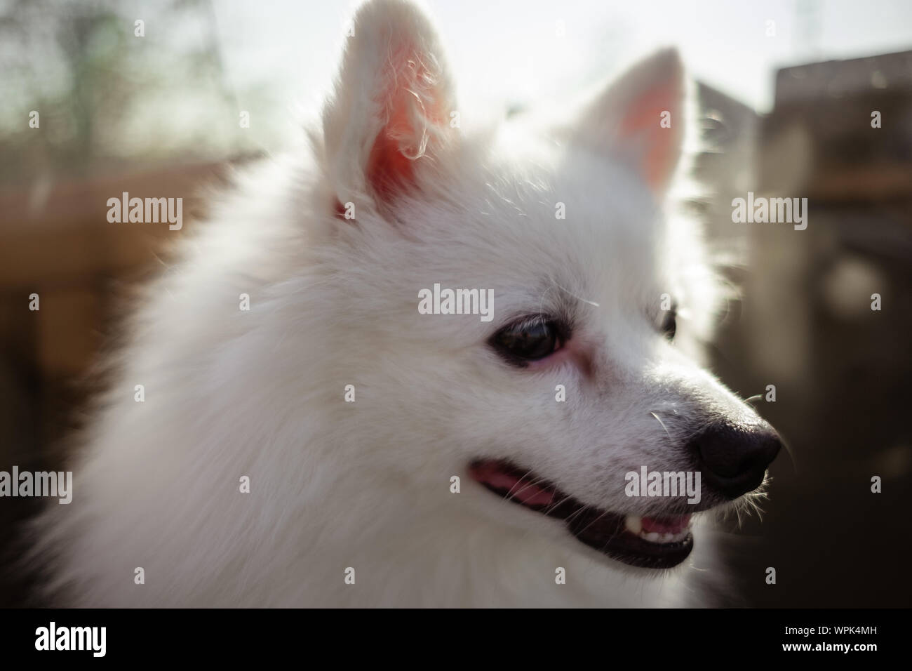 white spitz for a walk. Cute fluffy puppy of the German Spitz ...