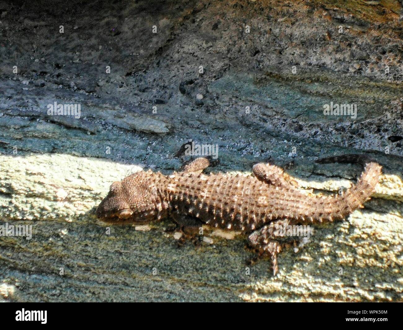 Alligator resting on rock hi-res stock photography and images - Alamy