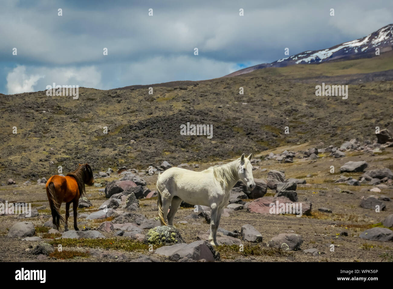 Wild horses in the Andes Mountains, wandering and grazing on fresh ...