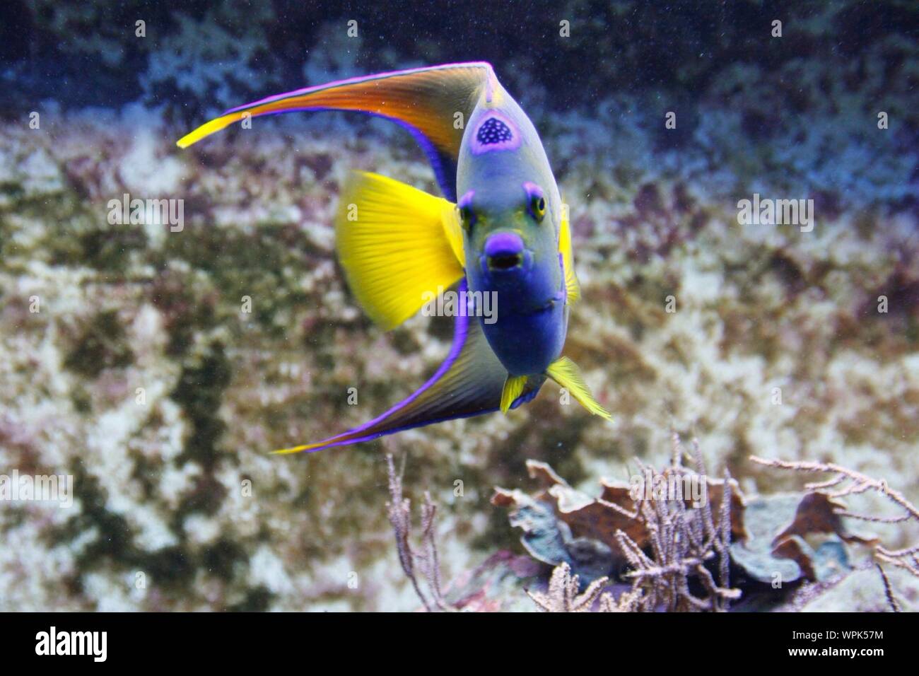 Multi Colored Fish Underwater Stock Photo - Alamy