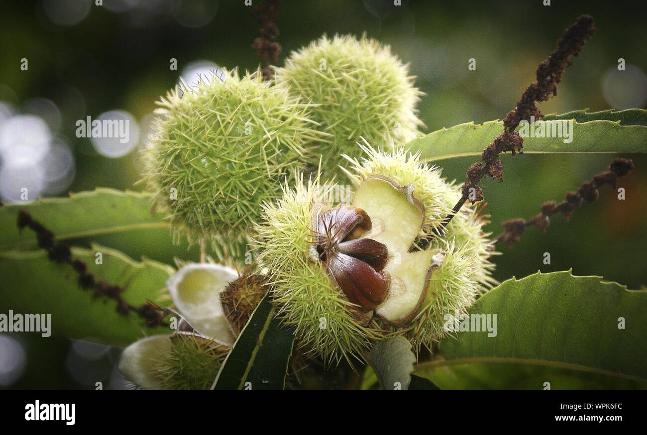 Plant seeds hi-res stock photography and images - Alamy