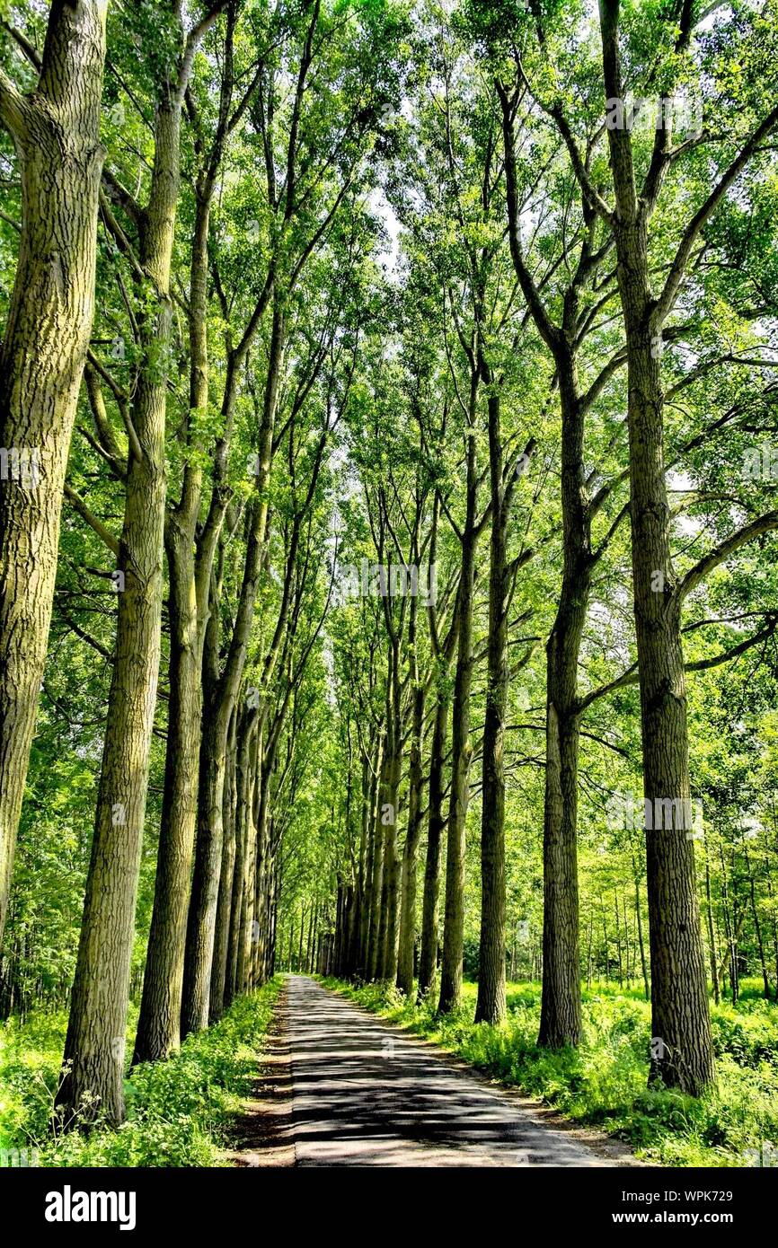 Tall narrow trees hi-res stock photography and images - Alamy