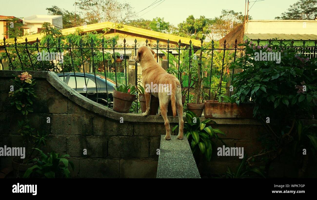 Dog looking through fence hi-res stock photography and images - Alamy