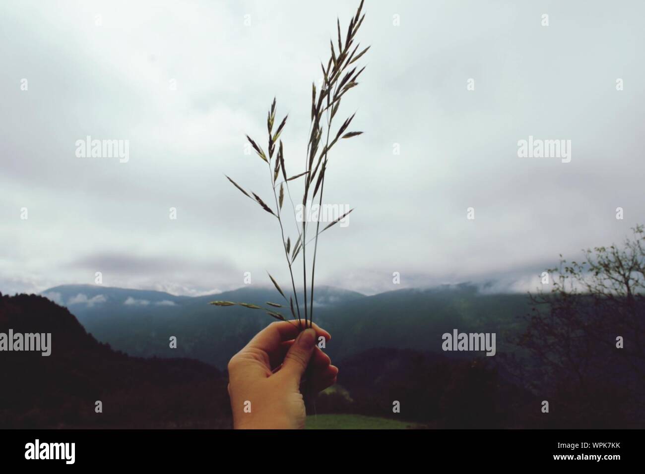 Grass in hand hi-res stock photography and images - Alamy