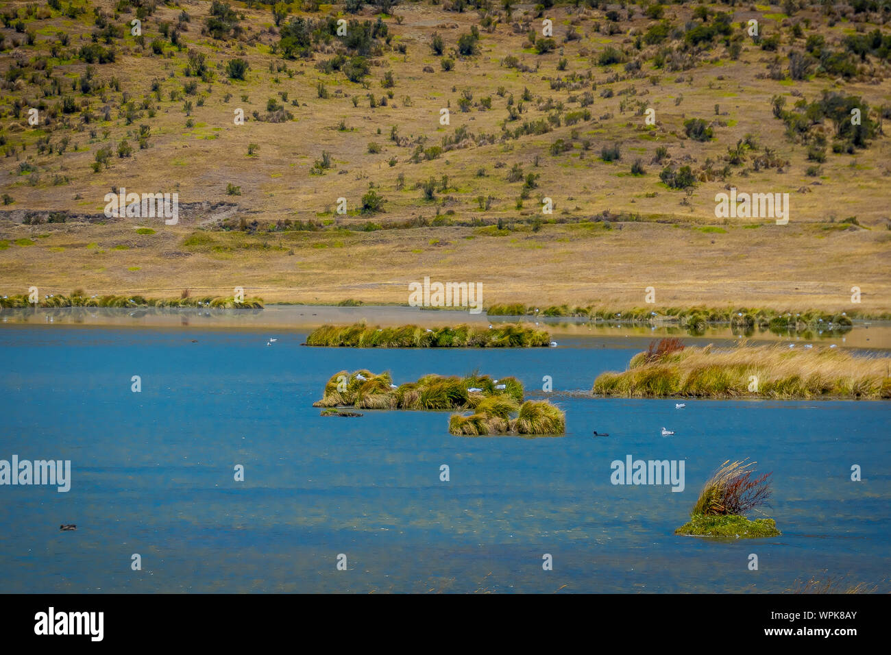 Shore of the lake Limpiopungo located in Cotopaxi national park ...