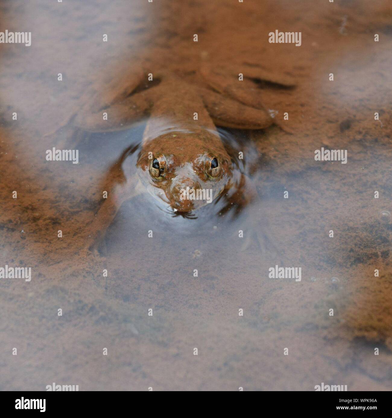 Full body lizard hi-res stock photography and images - Alamy