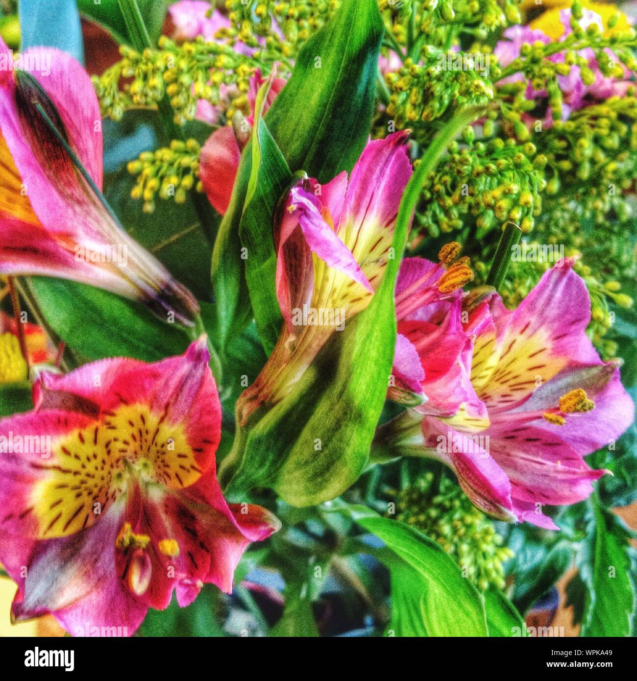 Spotted Pink Lily High Resolution Stock Photography and Images - Alamy