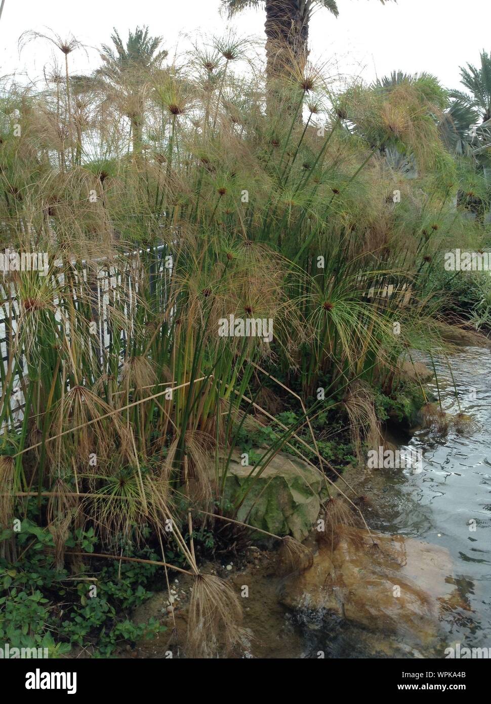 Plants growing water river hi-res stock photography and images - Alamy