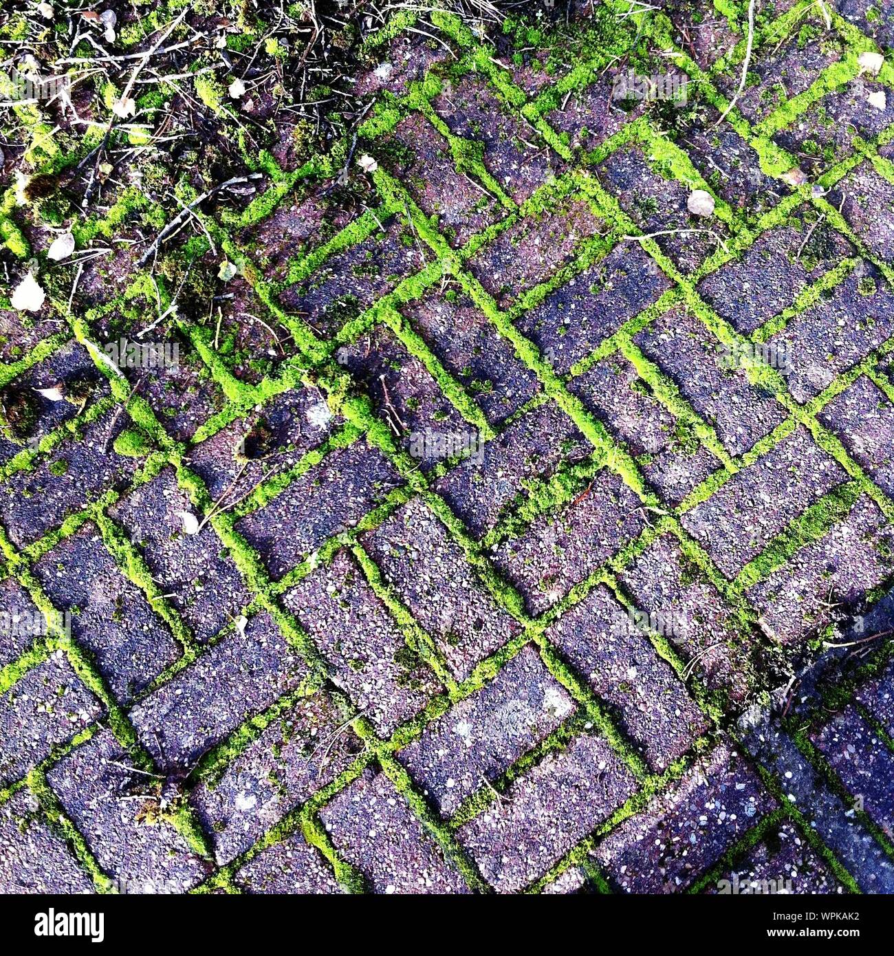 Grass paving stone hi-res stock photography and images - Alamy