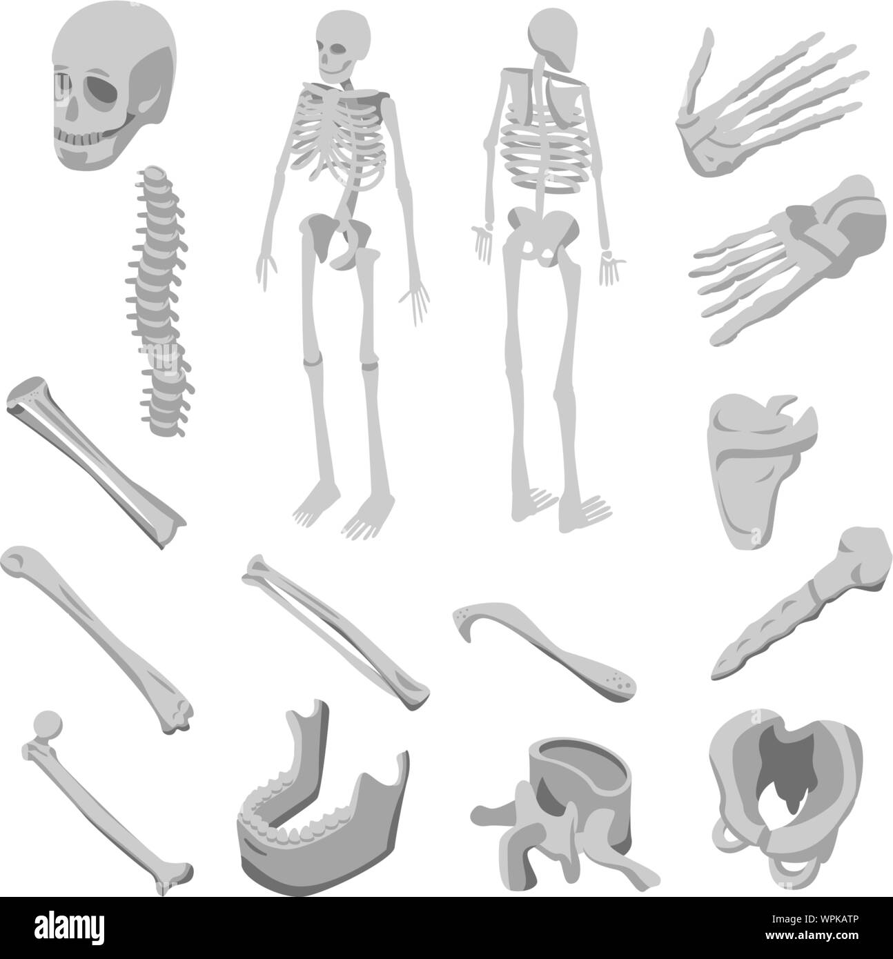 Skeletal thorax Stock Vector Images - Alamy