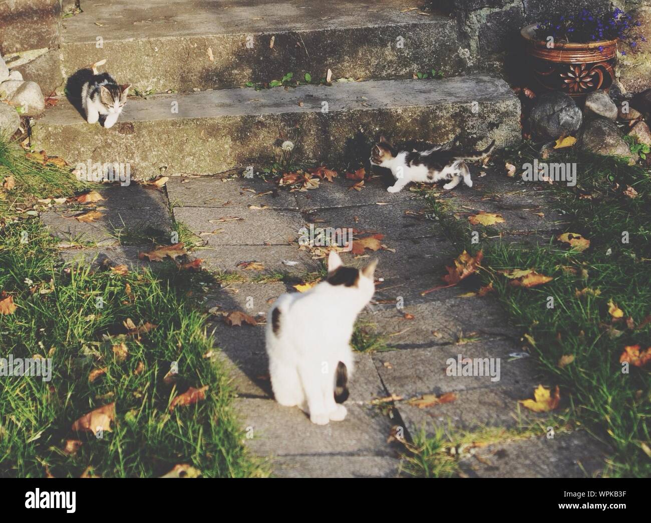 Backyard cats hi-res stock photography and images - Alamy