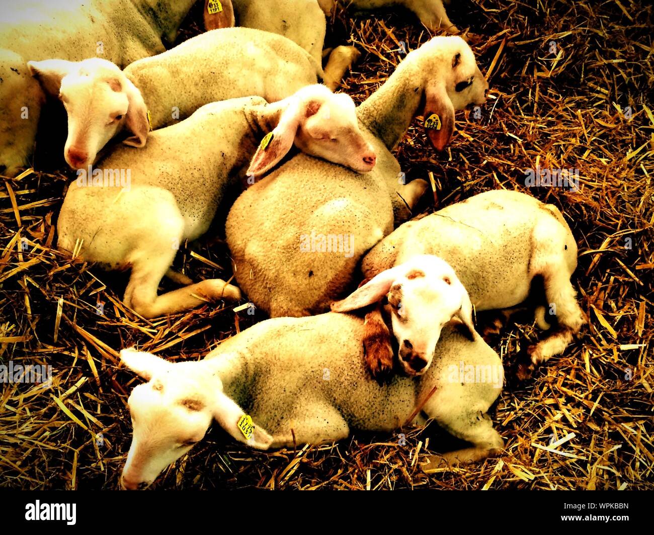 Sleeping In Barn High Resolution Stock Photography and Images - Alamy