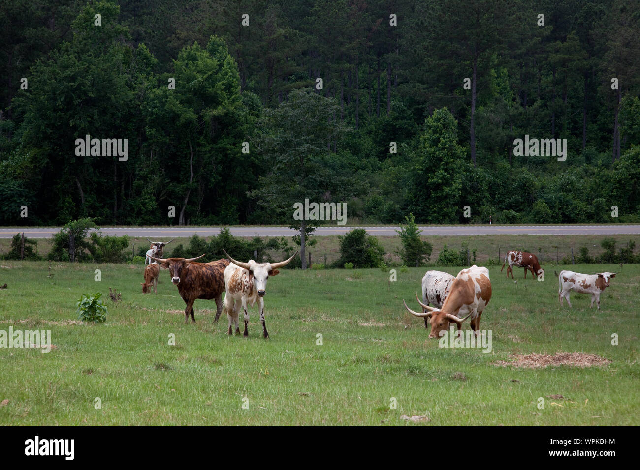 Longhorn cattle grazing grassland hi-res stock photography and images ...