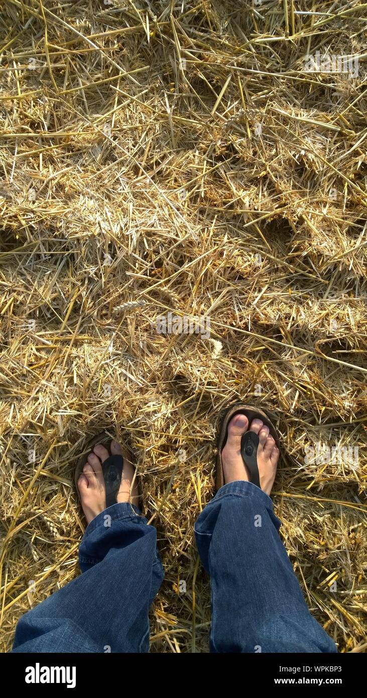 Man on straw hi-res stock photography and images - Alamy