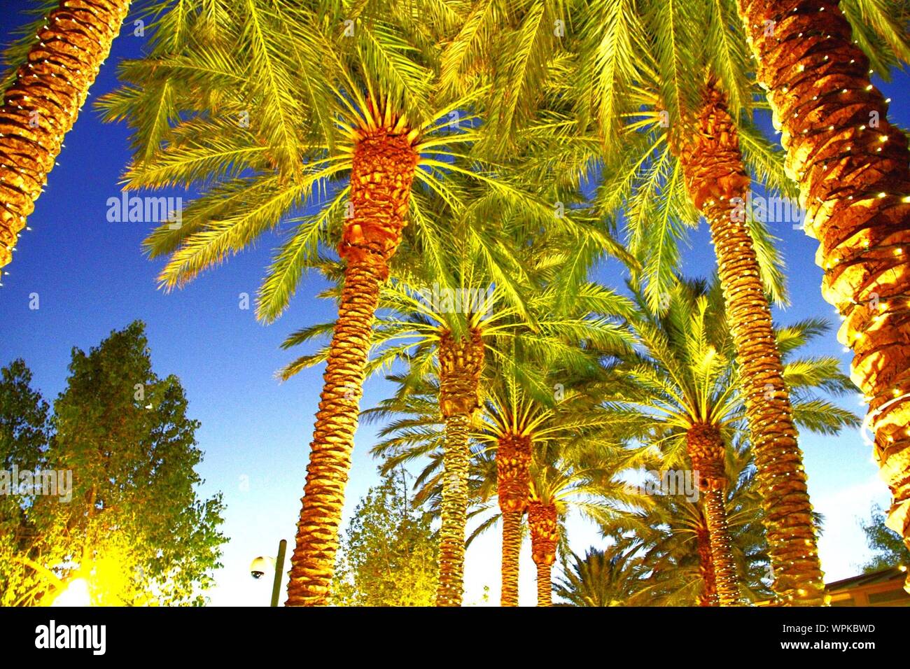 Illuminated palm trees hi-res stock photography and images - Alamy