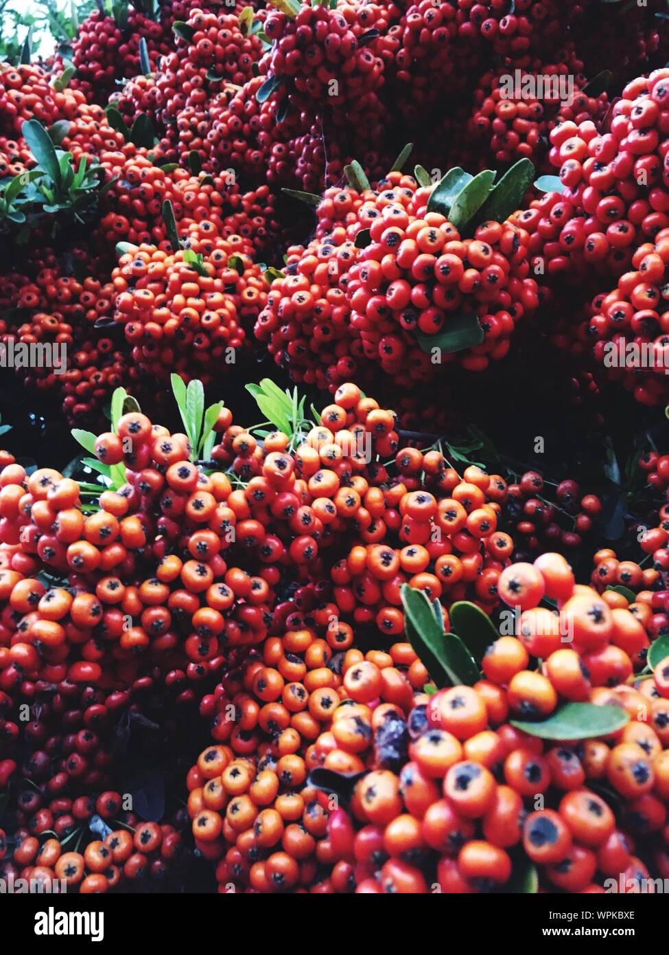 Red berry display hi-res stock photography and images - Alamy