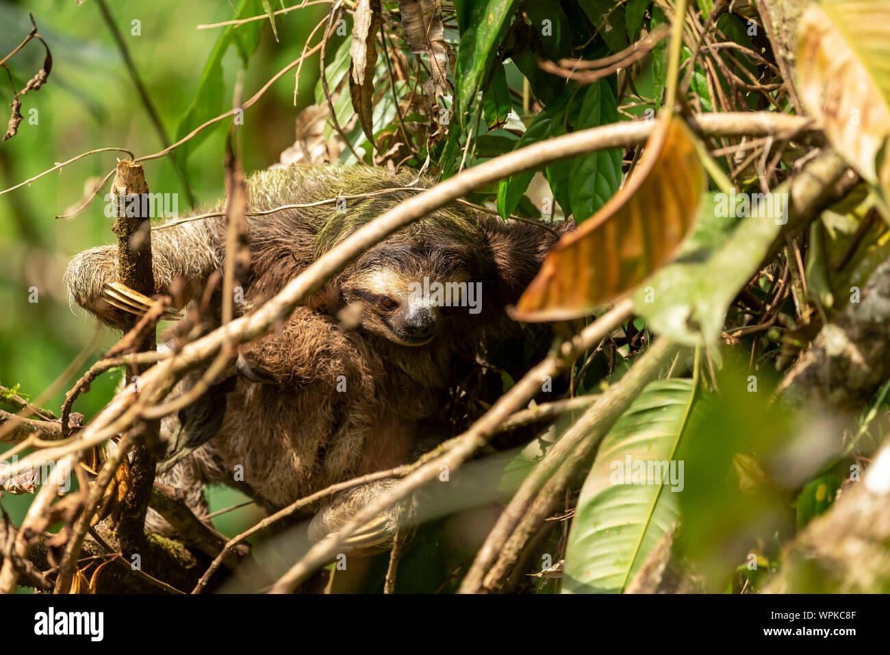 Three toed sloth with young baby wild free Corcovado national Park ...