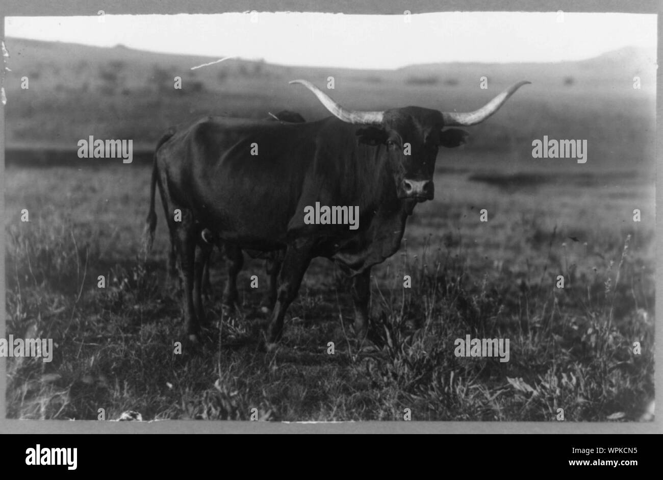 Long horned cattle Black and White Stock Photos & Images - Alamy