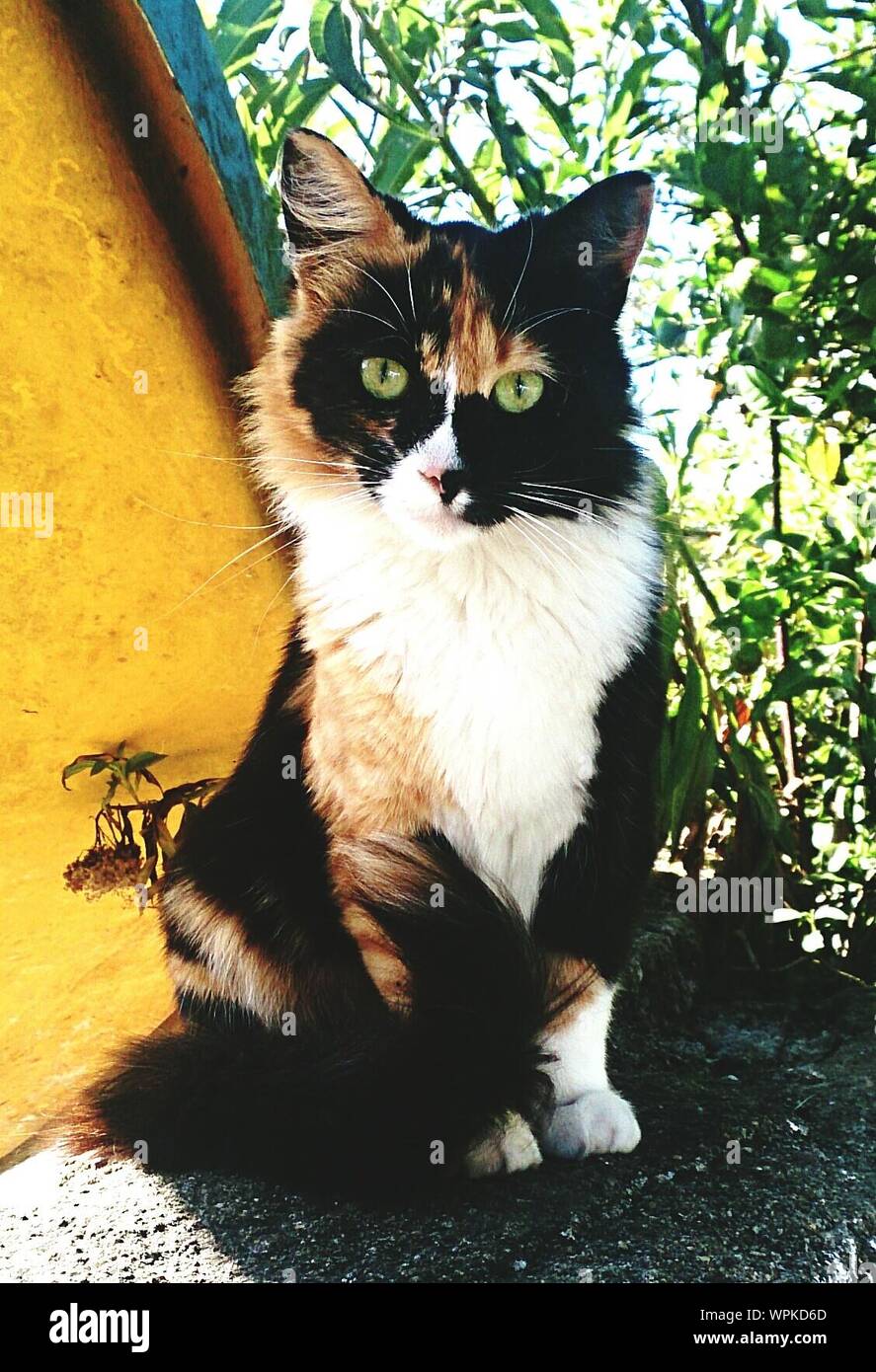 Calico cat hi-res stock photography and images - Alamy