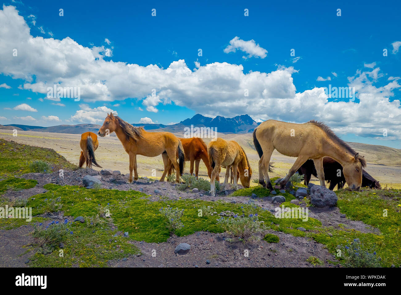 Wild horses in the Andes Mountains, wandering and grazing on fresh ...