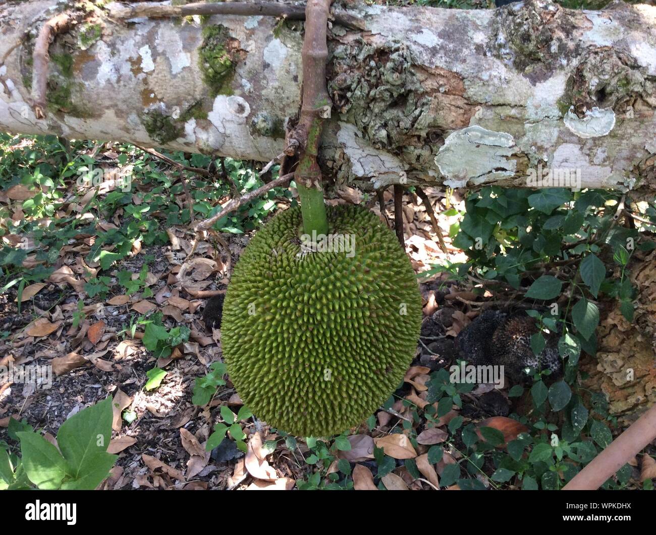 Where does jackfruit come from hi-res stock photography and images - Alamy