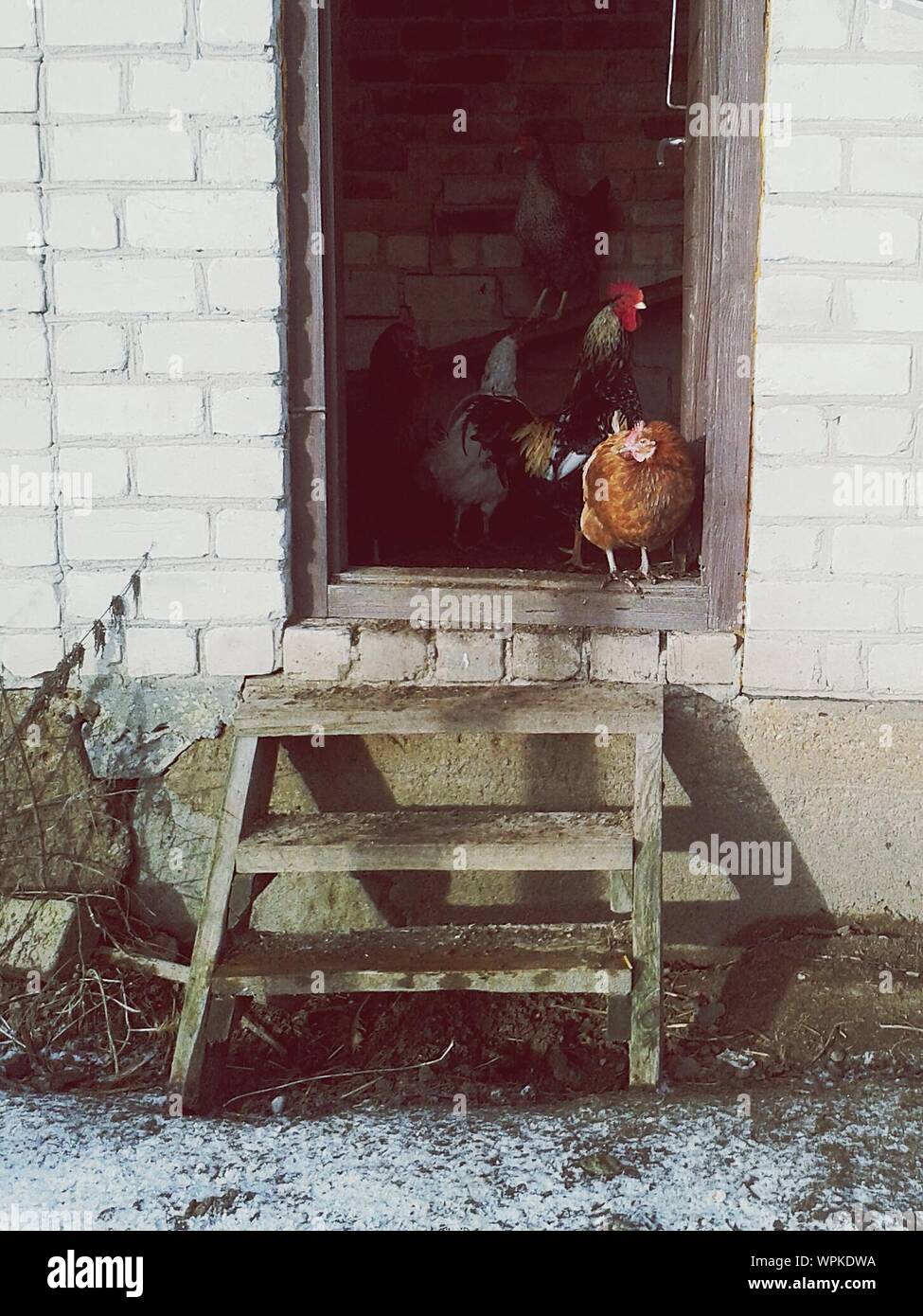 Hen stable hi-res stock photography and images - Alamy