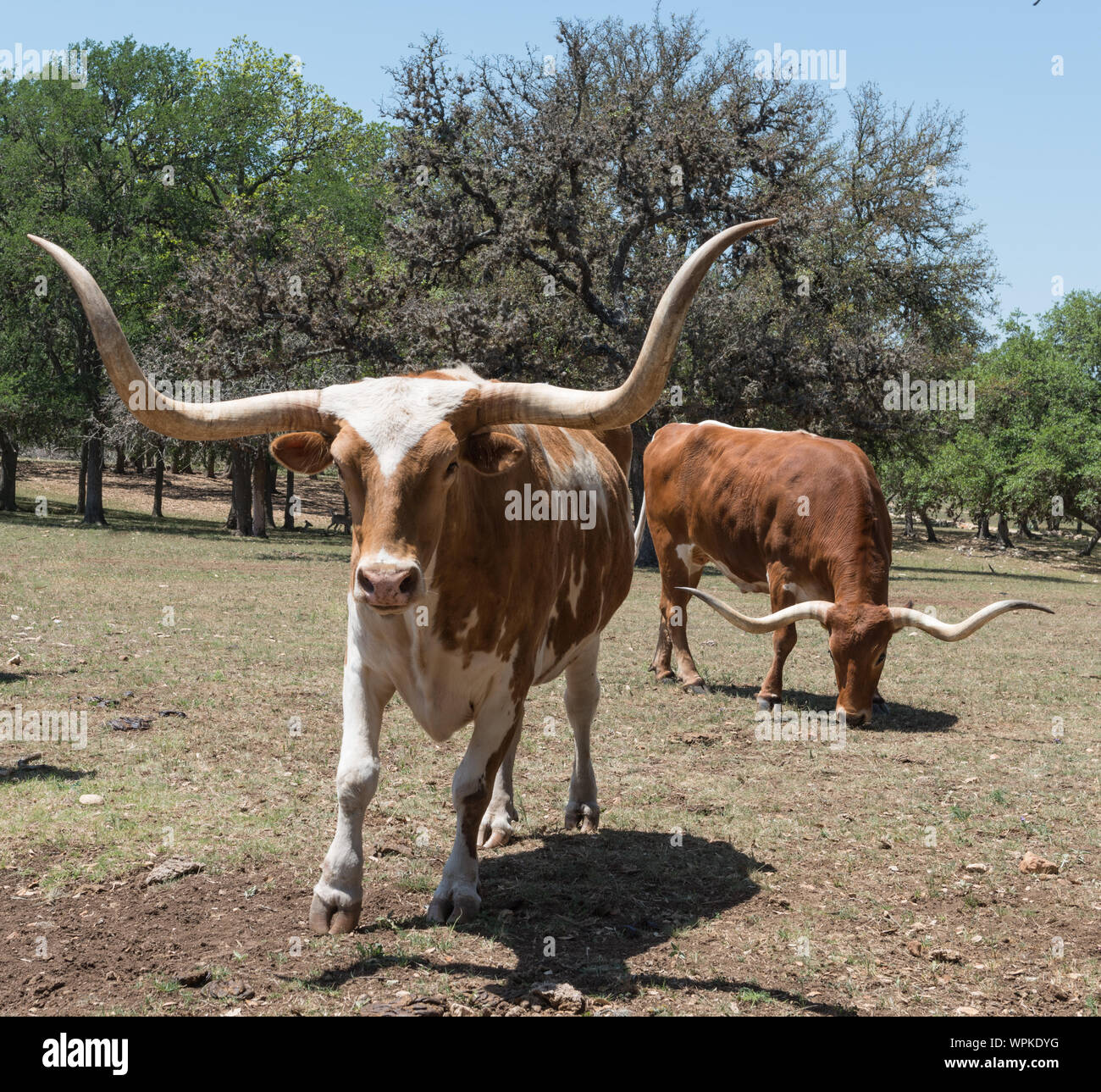 Longhorn cattle at the Enchanted Springs Ranch, a working ranch in ...