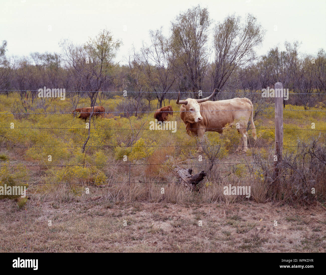 American cattle breed hi-res stock photography and images - Alamy
