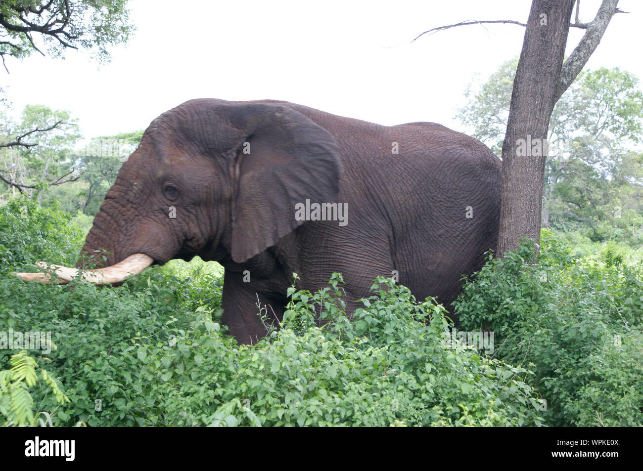 Behind bushes hi-res stock photography and images - Alamy