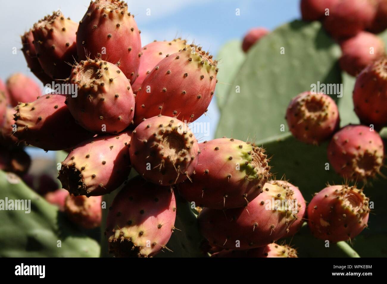 Pink fruit of the prickly pear cactus hi-res stock photography and ...