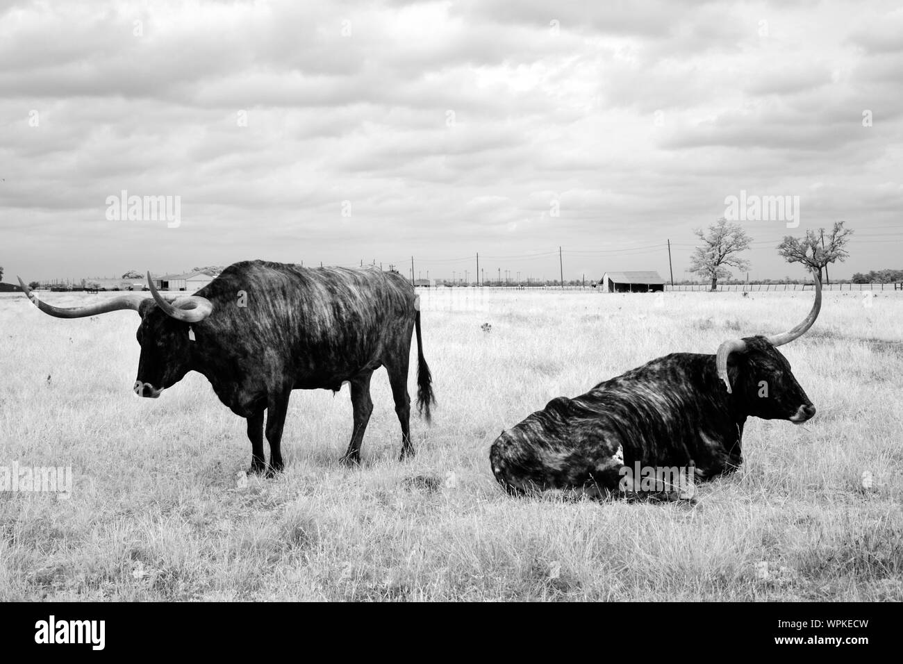 Longhorn cattle on the George Ranch Historical Park, a 20,000-acre ...