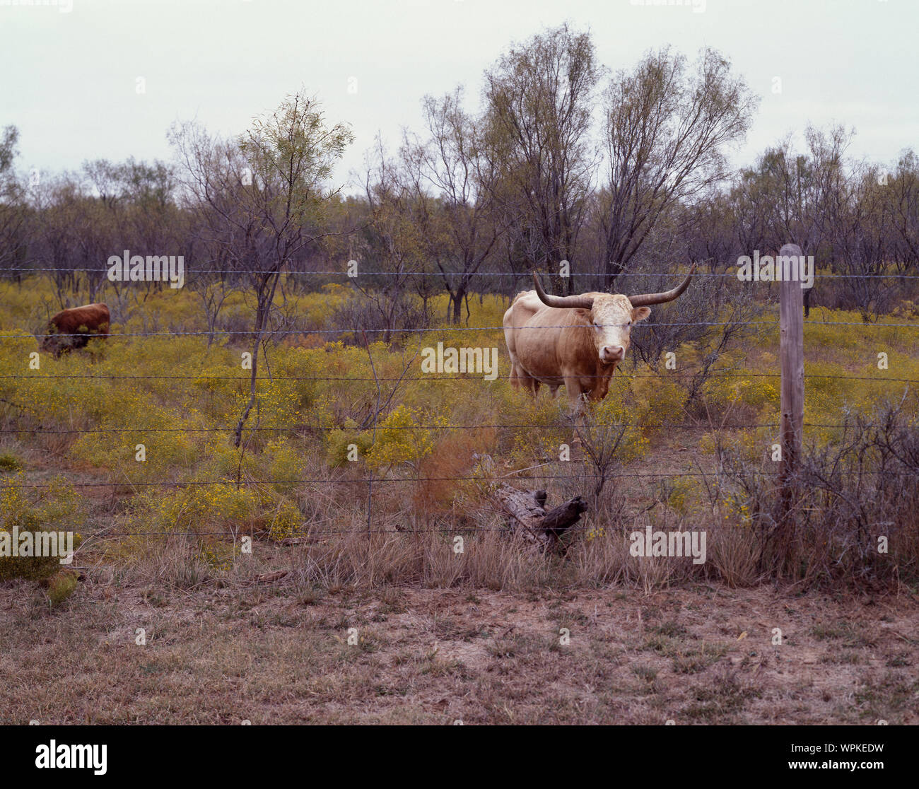 American cattle breed hi-res stock photography and images - Alamy