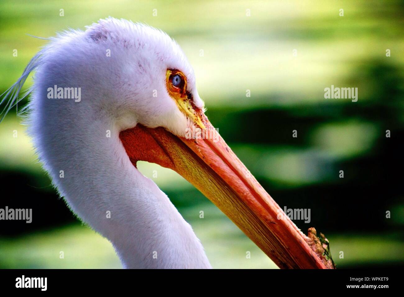 Bird with long beak hi-res stock photography and images - Alamy