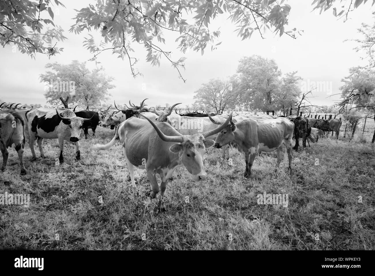 Texas longhorns cattle ranch Black and White Stock Photos & Images - Alamy
