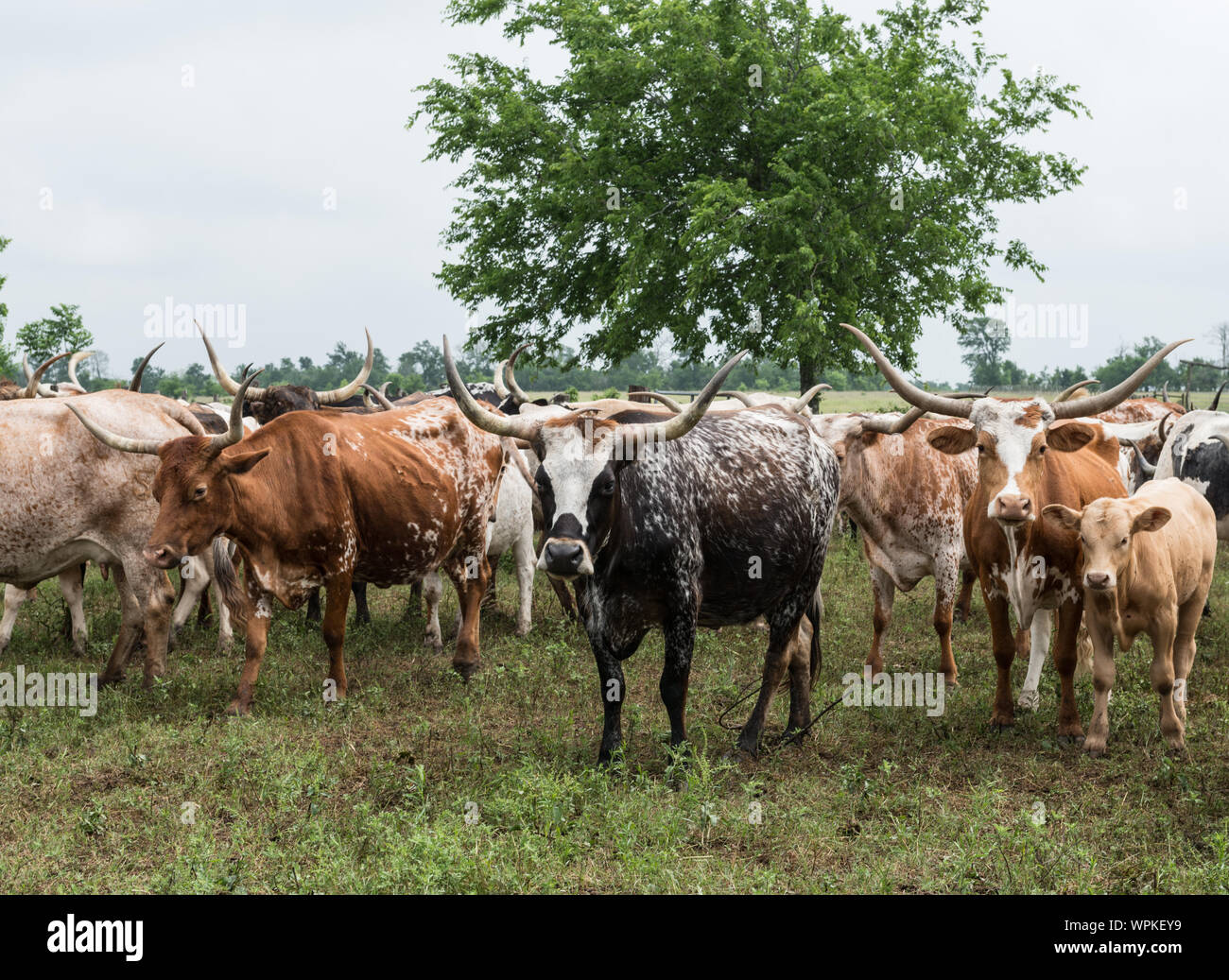Longhorns at the 1,800-acre Lonesome Pine Ranch, a working cattle ranch ...
