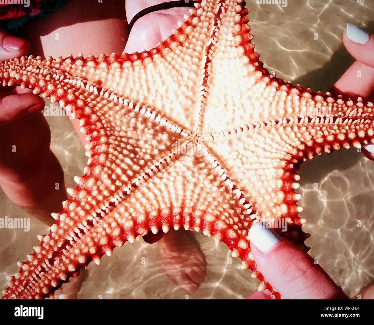 Human hands holding starfish hi-res stock photography and images - Alamy