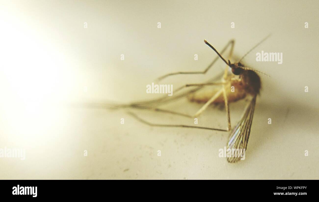 Dead mosquito hi-res stock photography and images - Alamy
