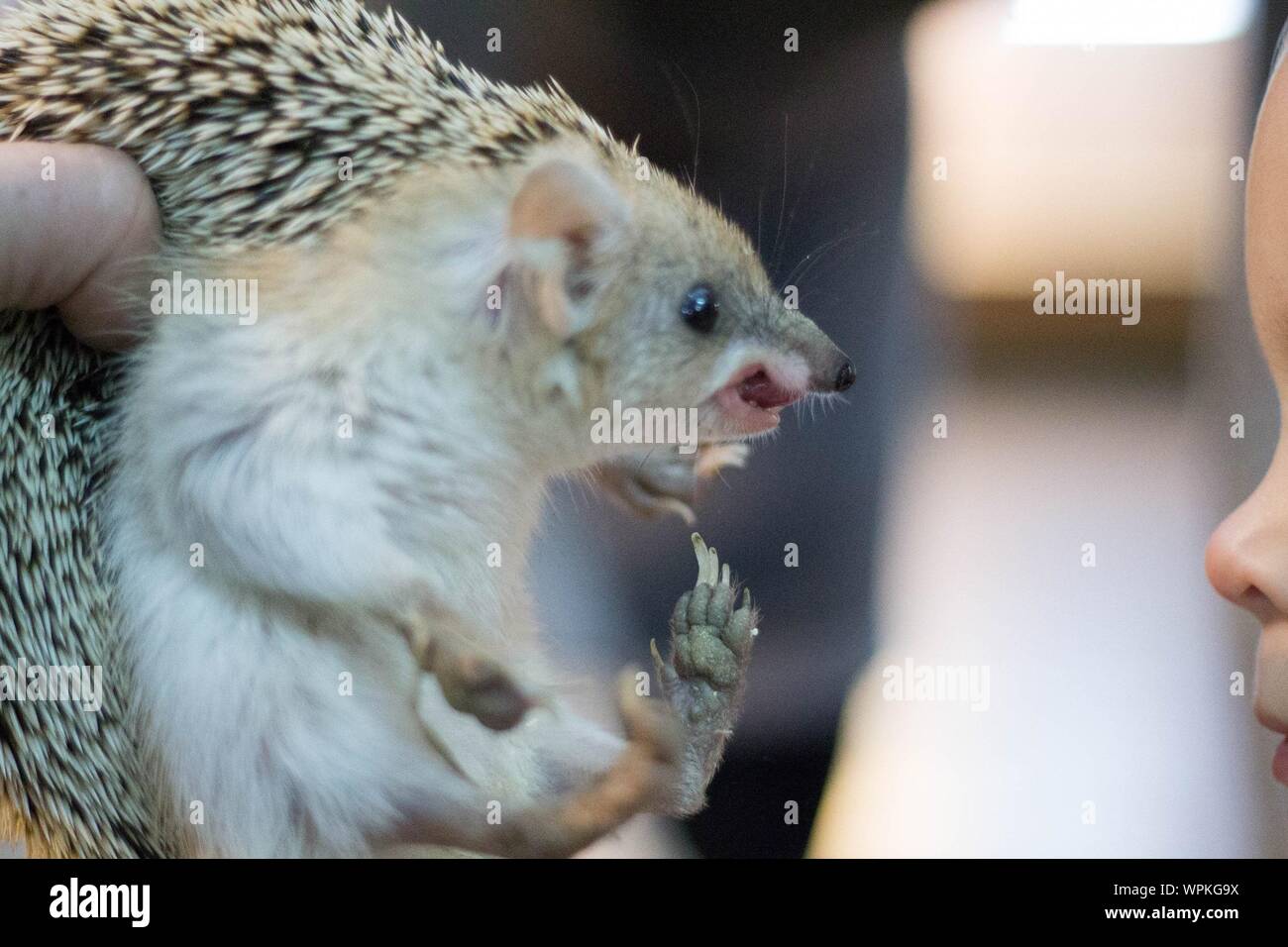 Hedgehog Human High Resolution Stock Photography and Images - Alamy
