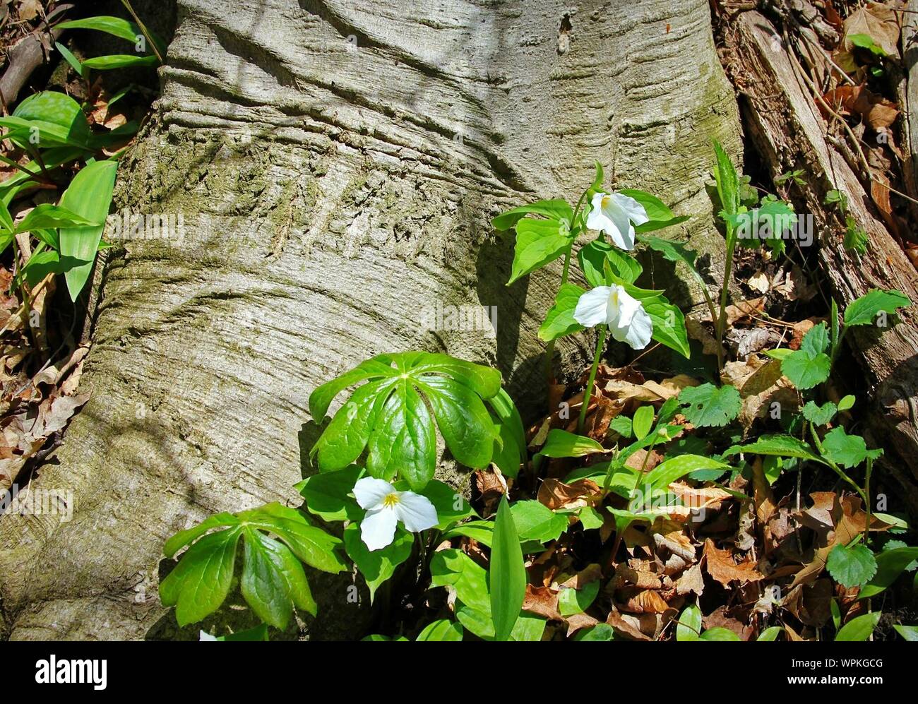 Blossom trunk flowers hi-res stock photography and images - Alamy