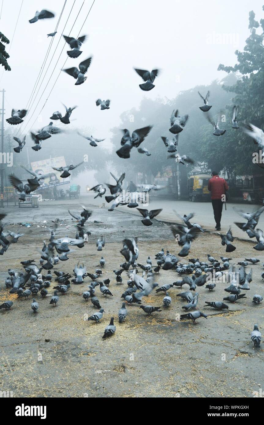 India birds road hi-res stock photography and images - Alamy
