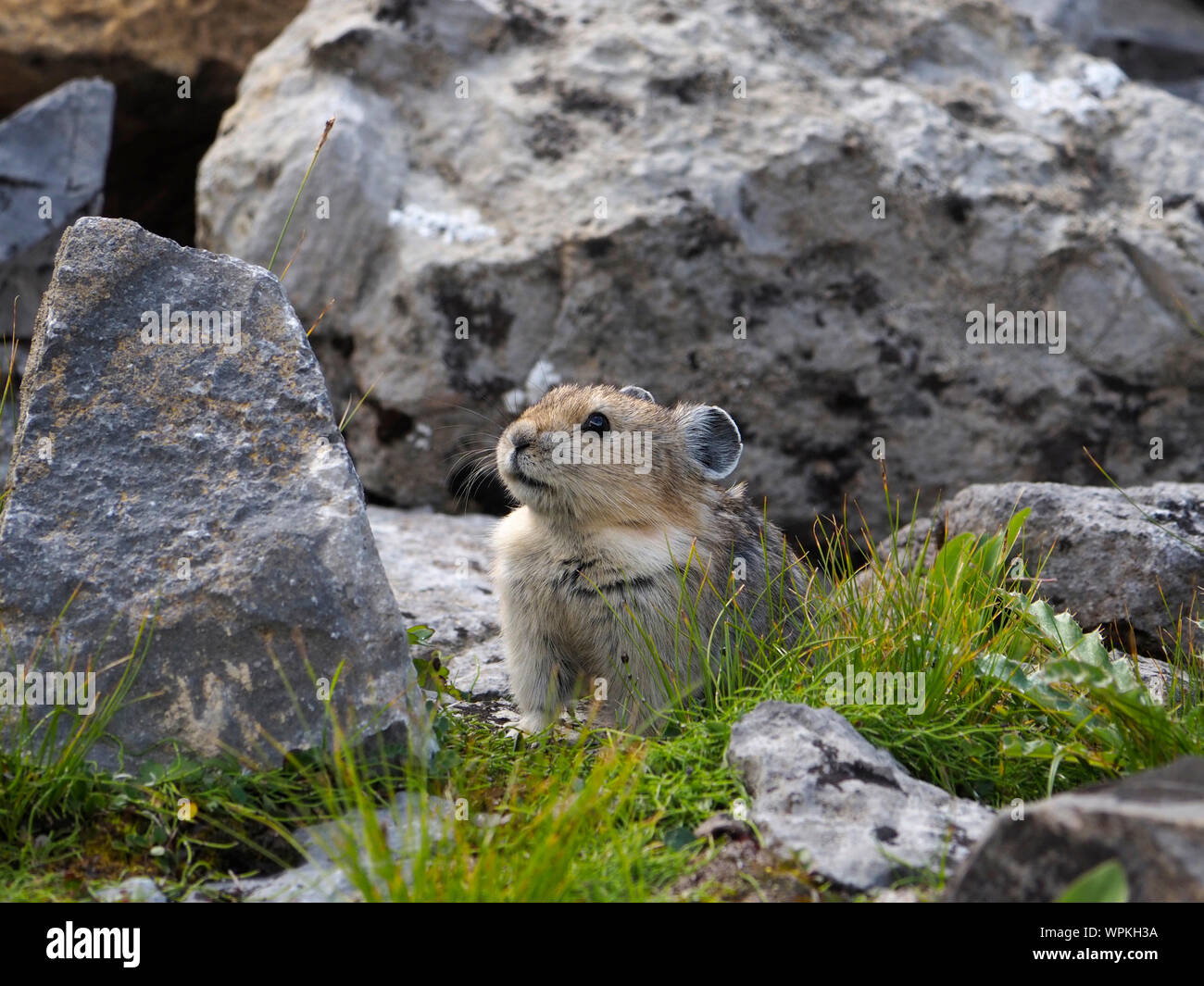 Pika portrait. Pika in Banff National Park, sitting in a talus field ...