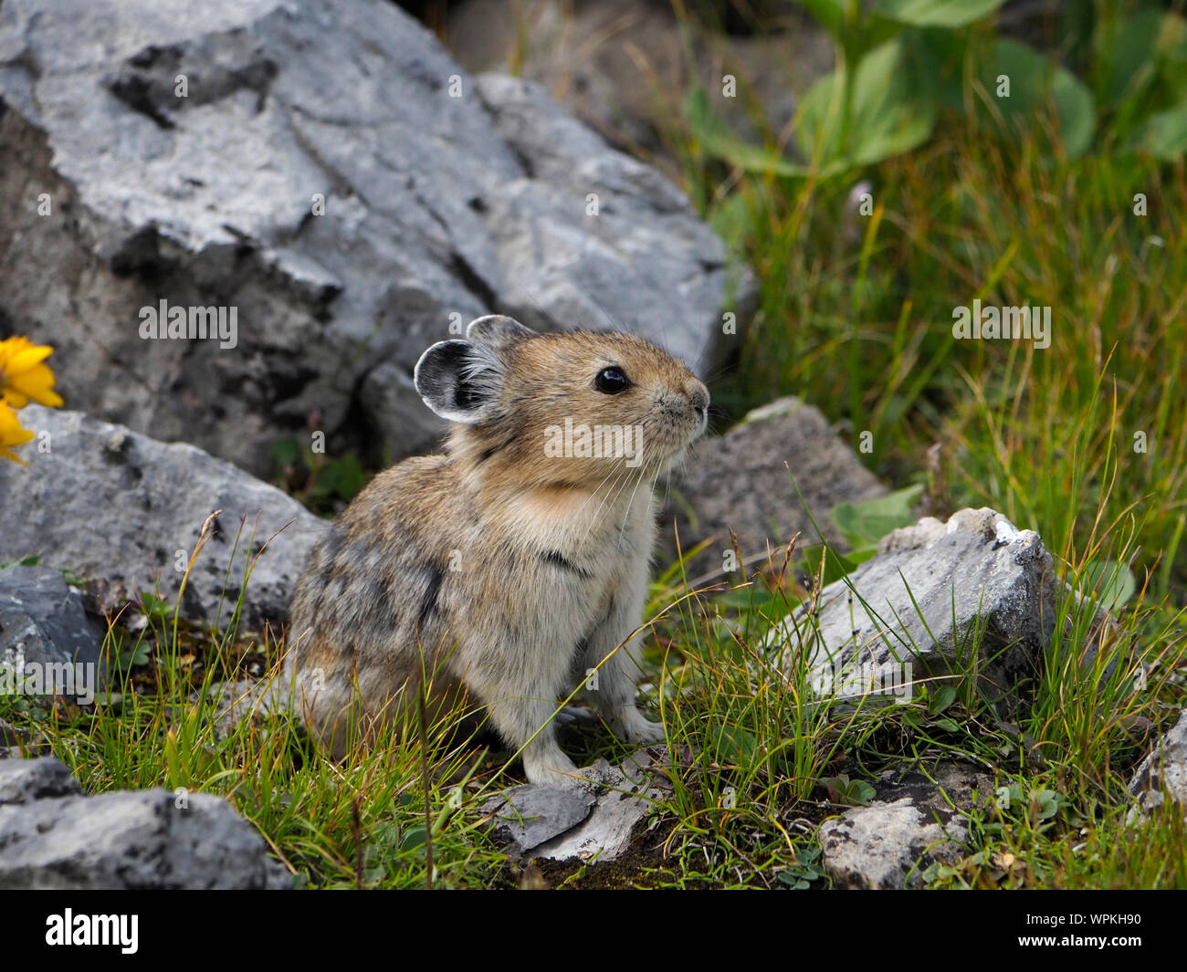 Pika portrait. Pika in Banff National Park, sitting in a talus field ...