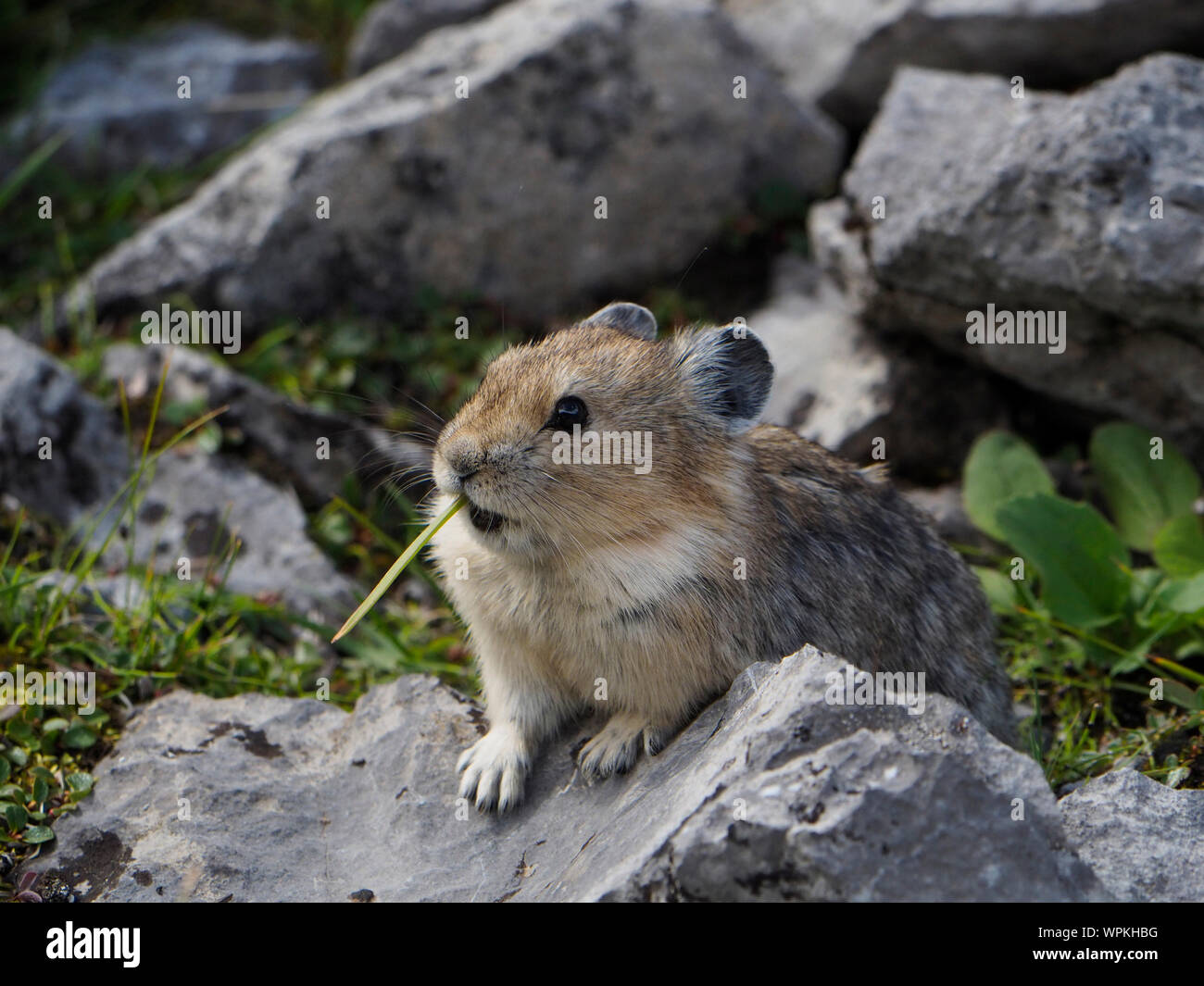 Pika eating grass in a talus field in Banff National Park, Canada Stock ...