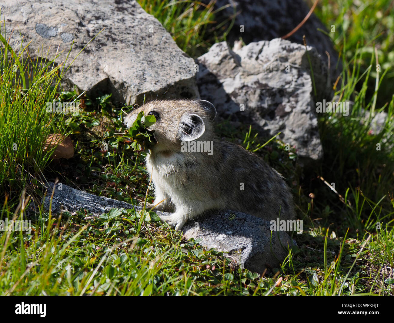 Pika making hay hi-res stock photography and images - Alamy