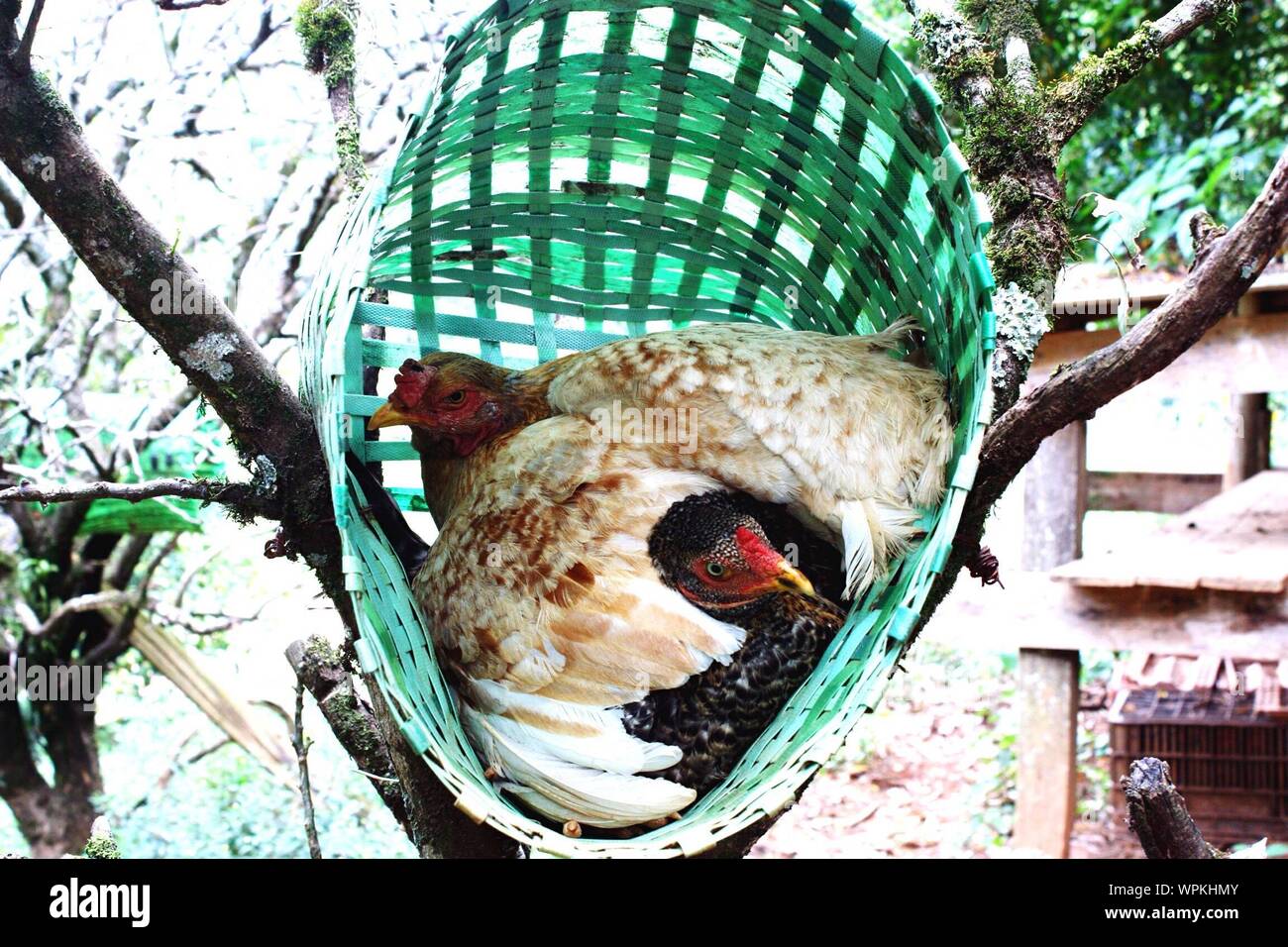 The tree chicken hi-res stock photography and images - Alamy