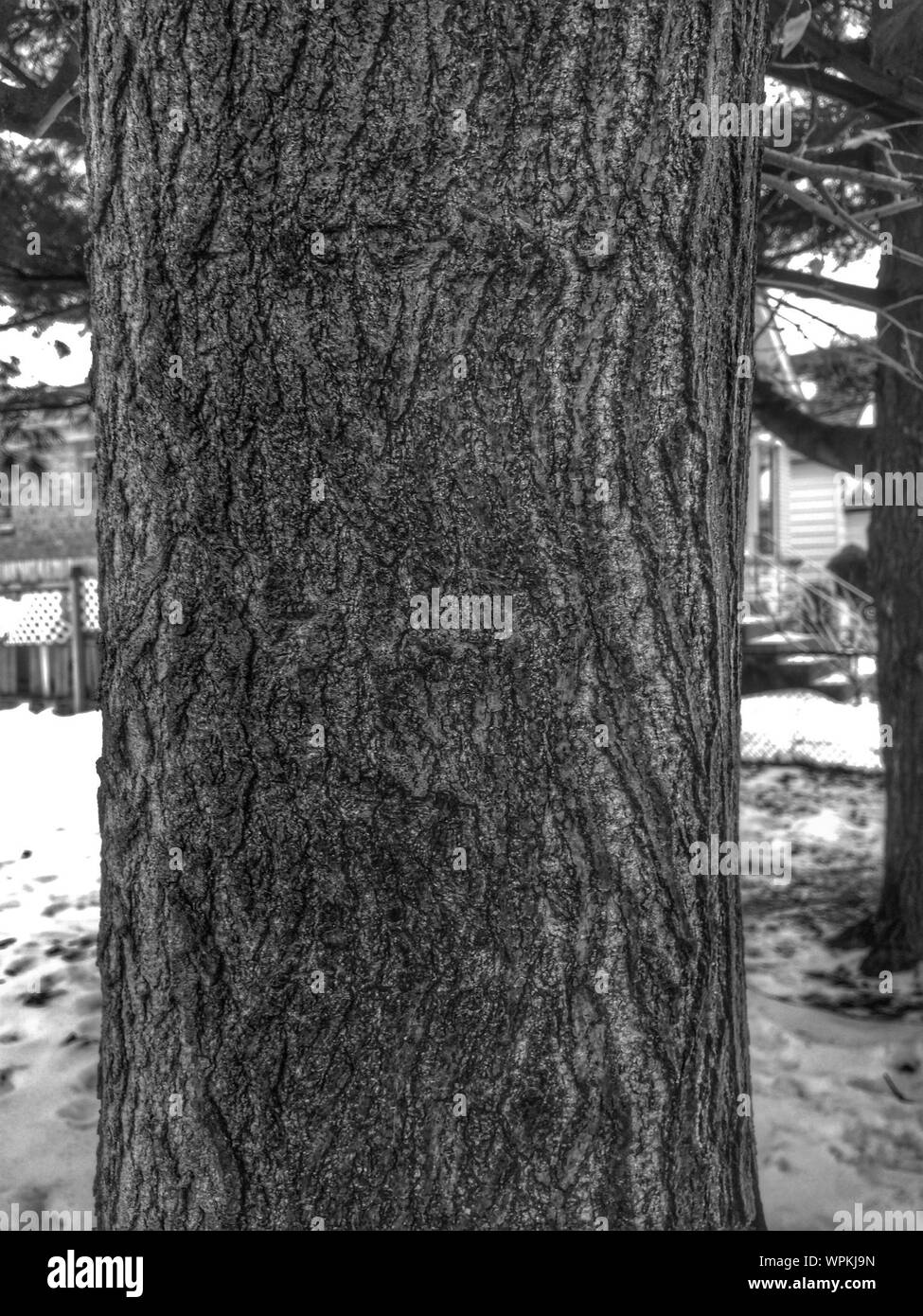 Tree trunk Black and White Stock Photos & Images - Alamy