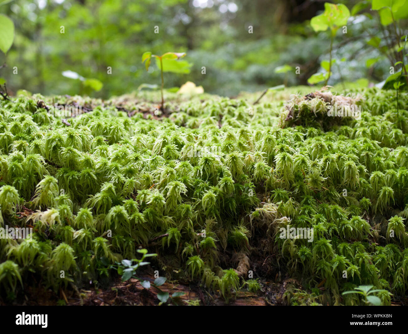 Moss in the temperate rain forest on Vancouver Island, British Columbia ...