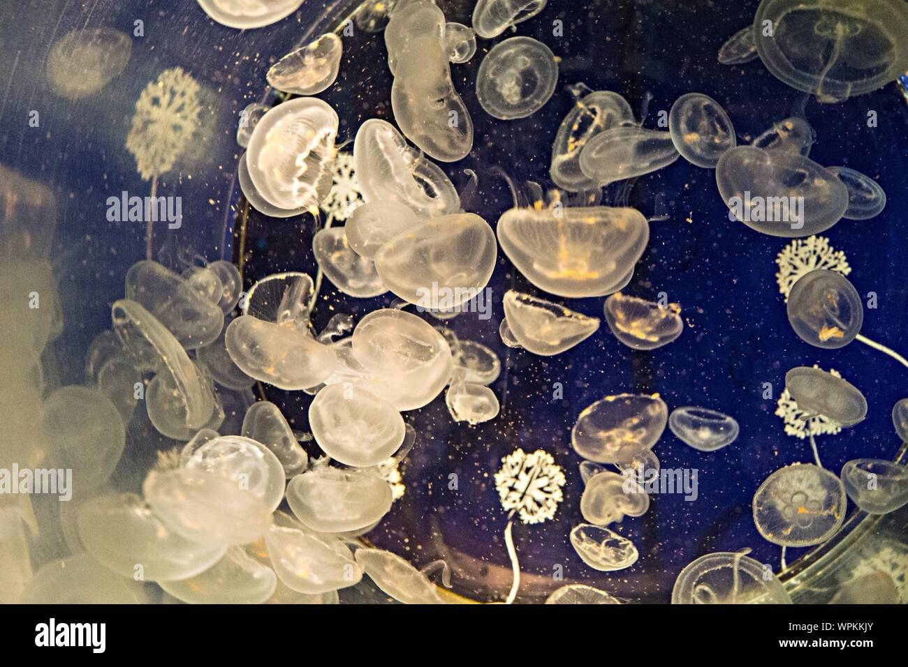 Group of jellyfish hi-res stock photography and images - Alamy