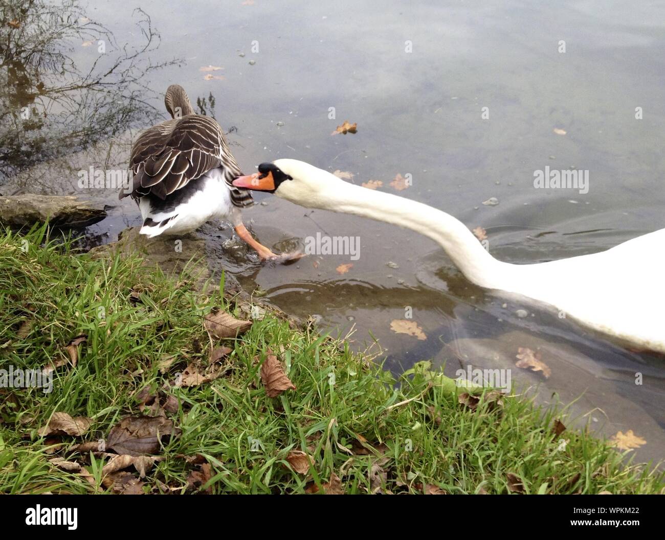 Aggressive duck hi-res stock photography and images - Alamy