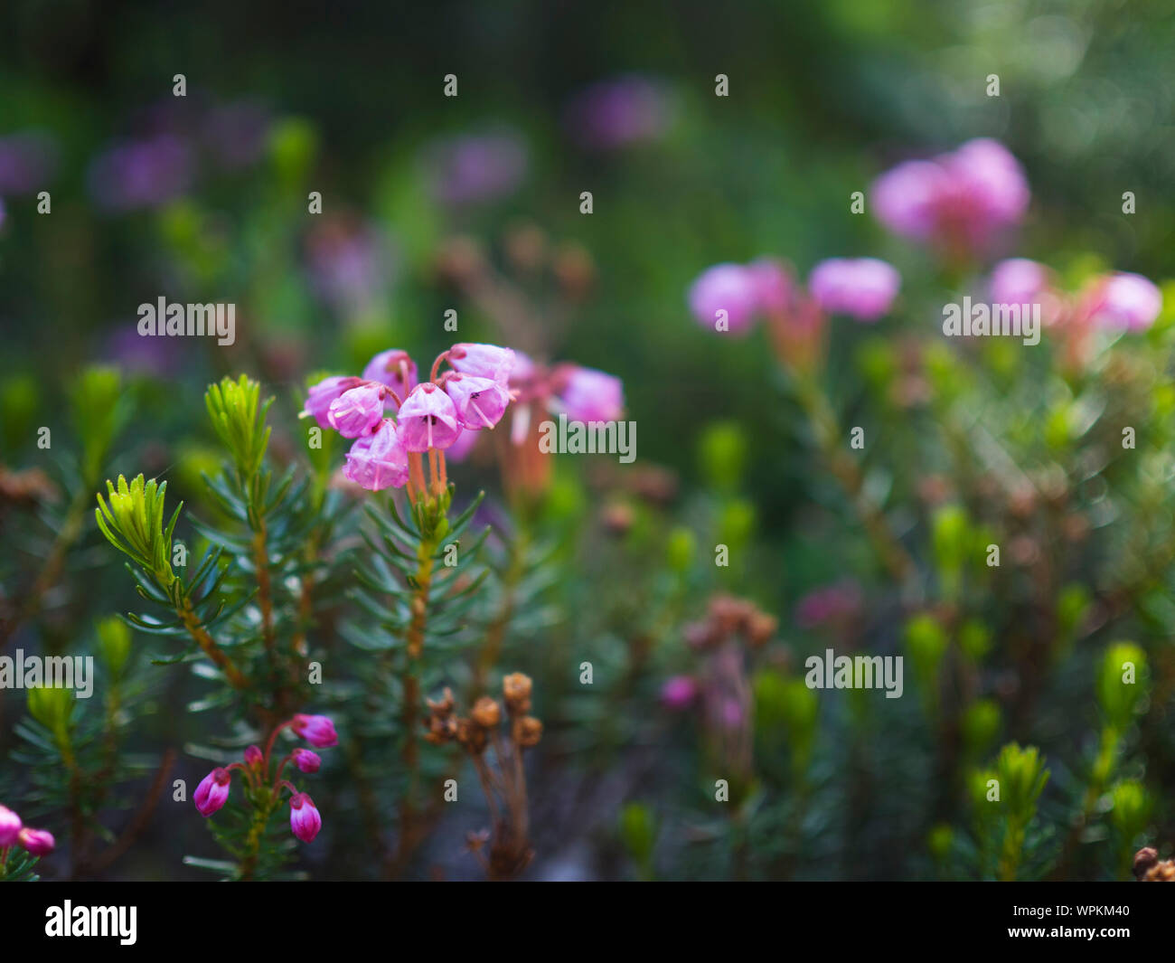 Erica flowers in a heath in Germany Stock Photo - Alamy